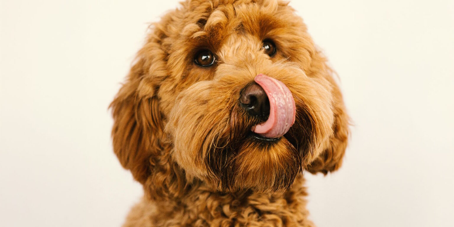 Dog Food Regulations in Australia; What to look for - Nutri-Mate Pet Foods